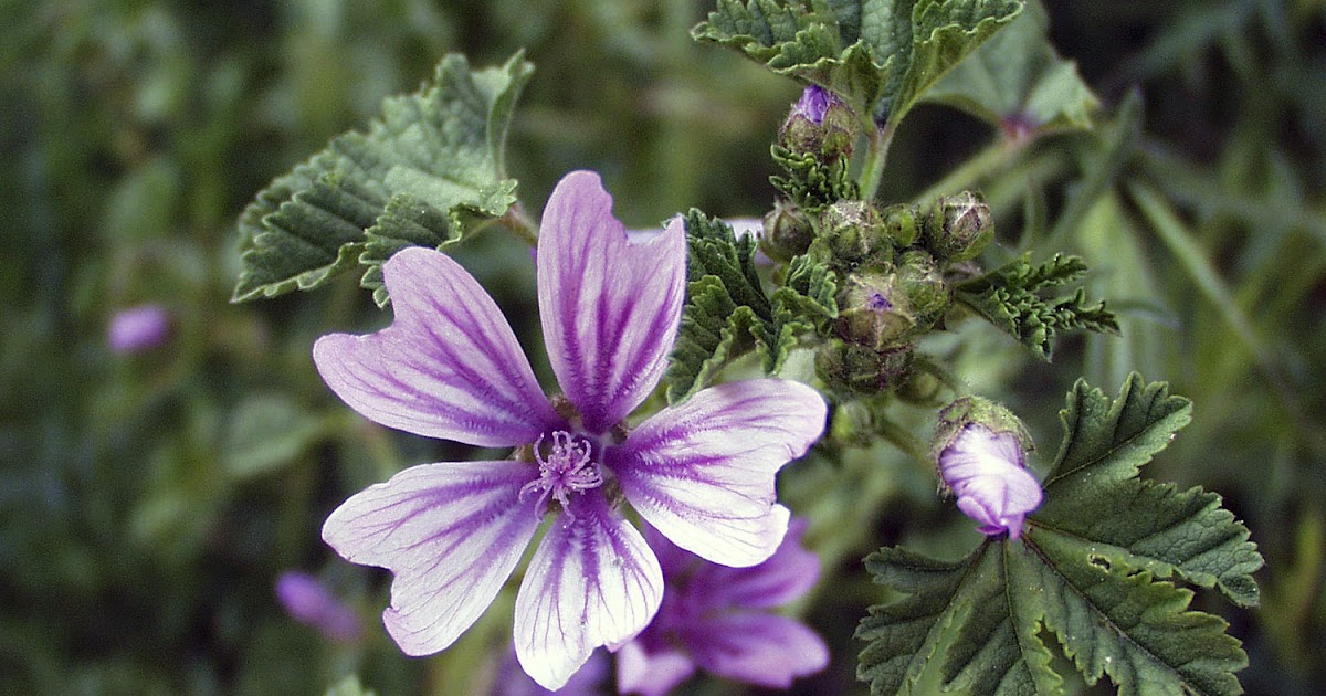 Las flores silvestres de Hormaza: Malva sylvestris