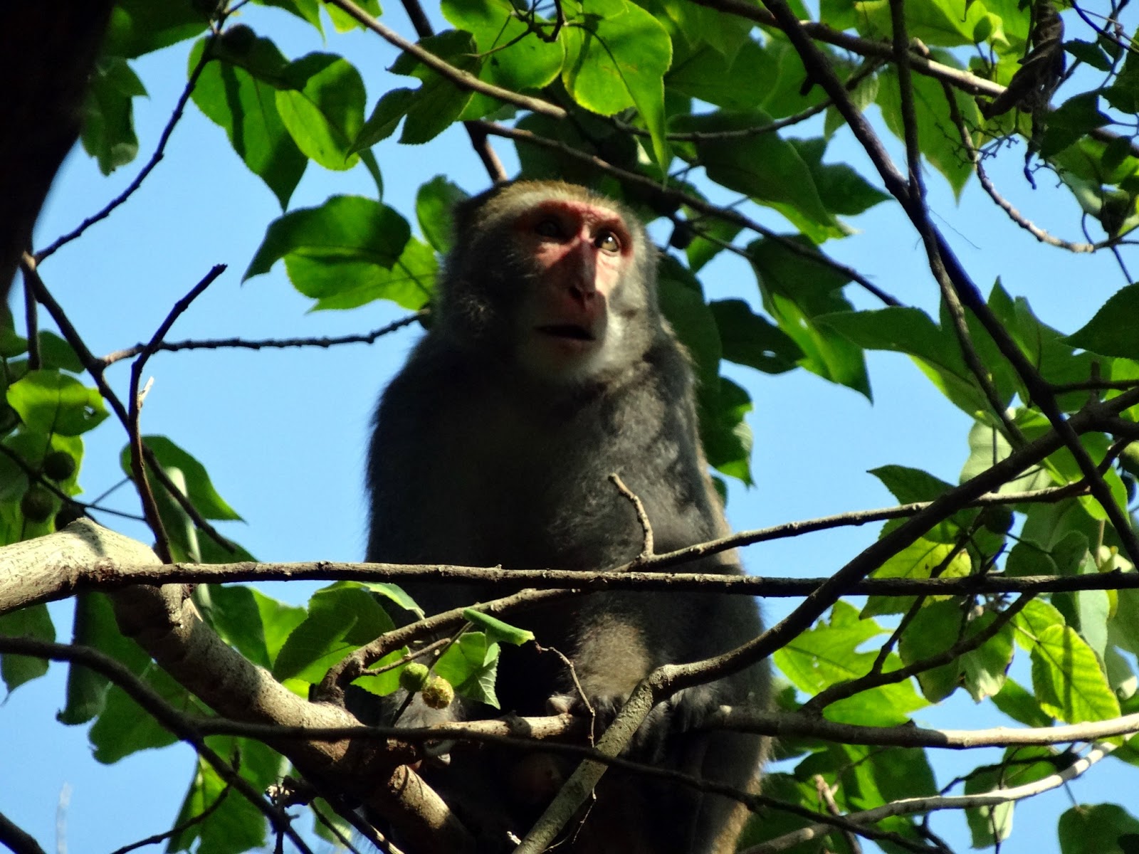 Tales From the Beautiful Isle - A Taiwan Blog: Monkey Mountain, Kaohsiung