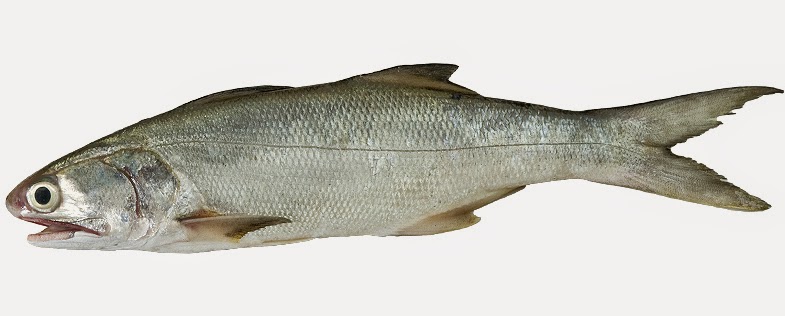 That Skinny Elephant: All about Fish - Part 1