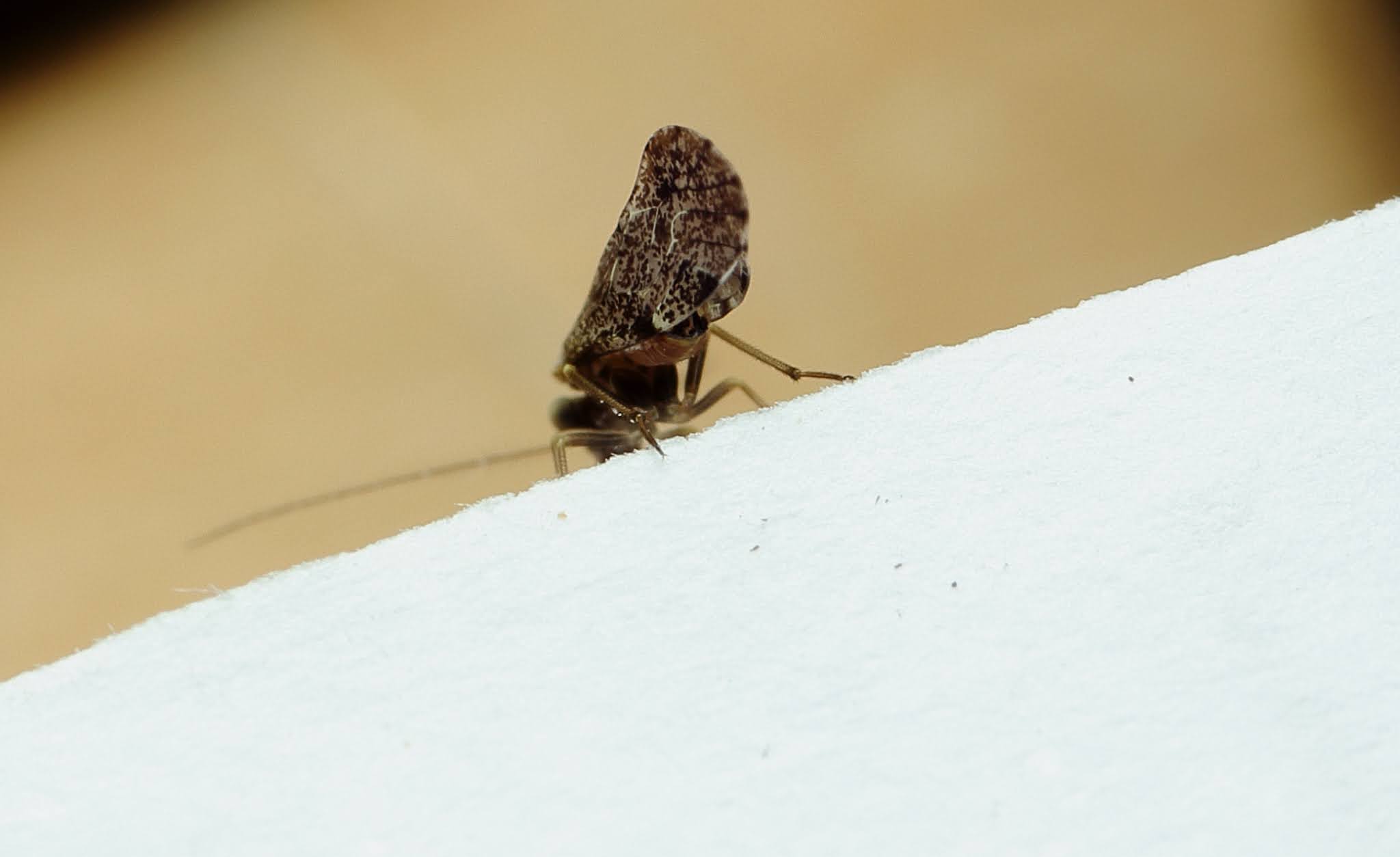 JJ's Photographic nature blog: The Curmudgeonly Old Bugger is born...