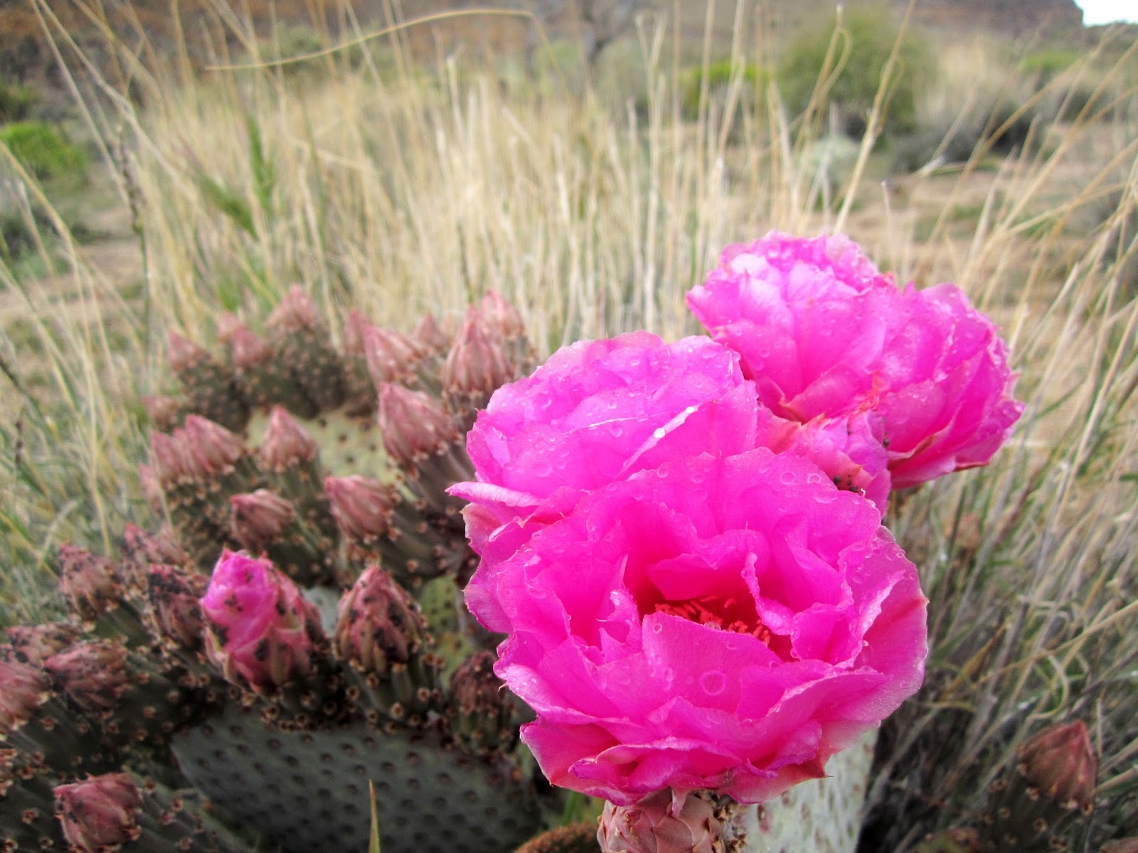 Wildflowers of the Mojave Desert