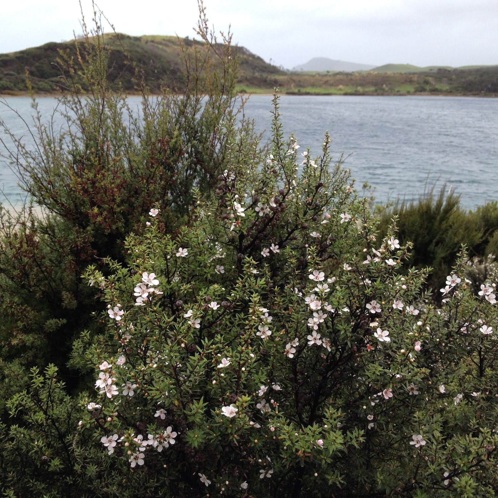 Beekeepers Blog: Does manuka flower in autumn?