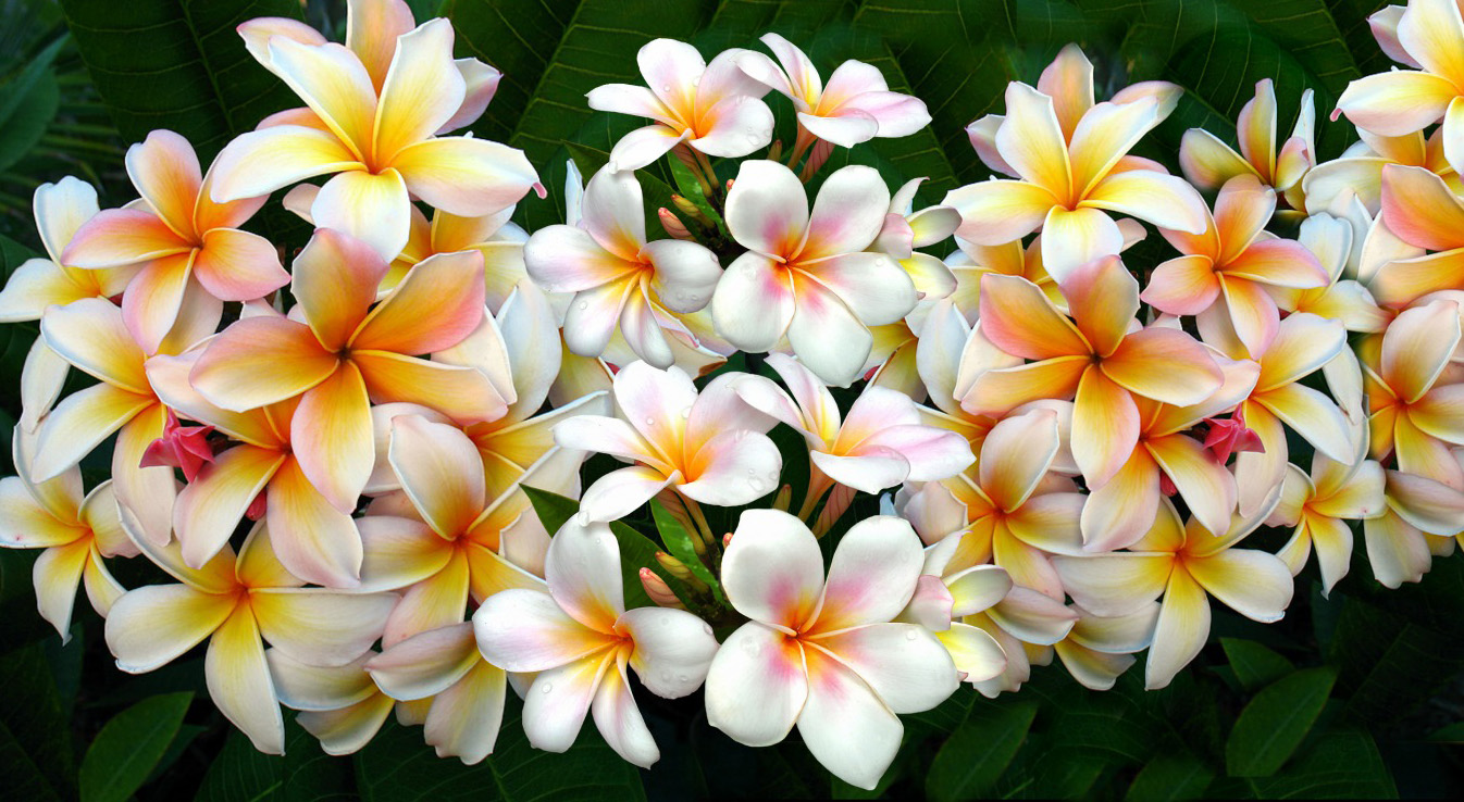 MOST BEAUTIFUL FLOWERS IN THE WORLD - TOP TEN