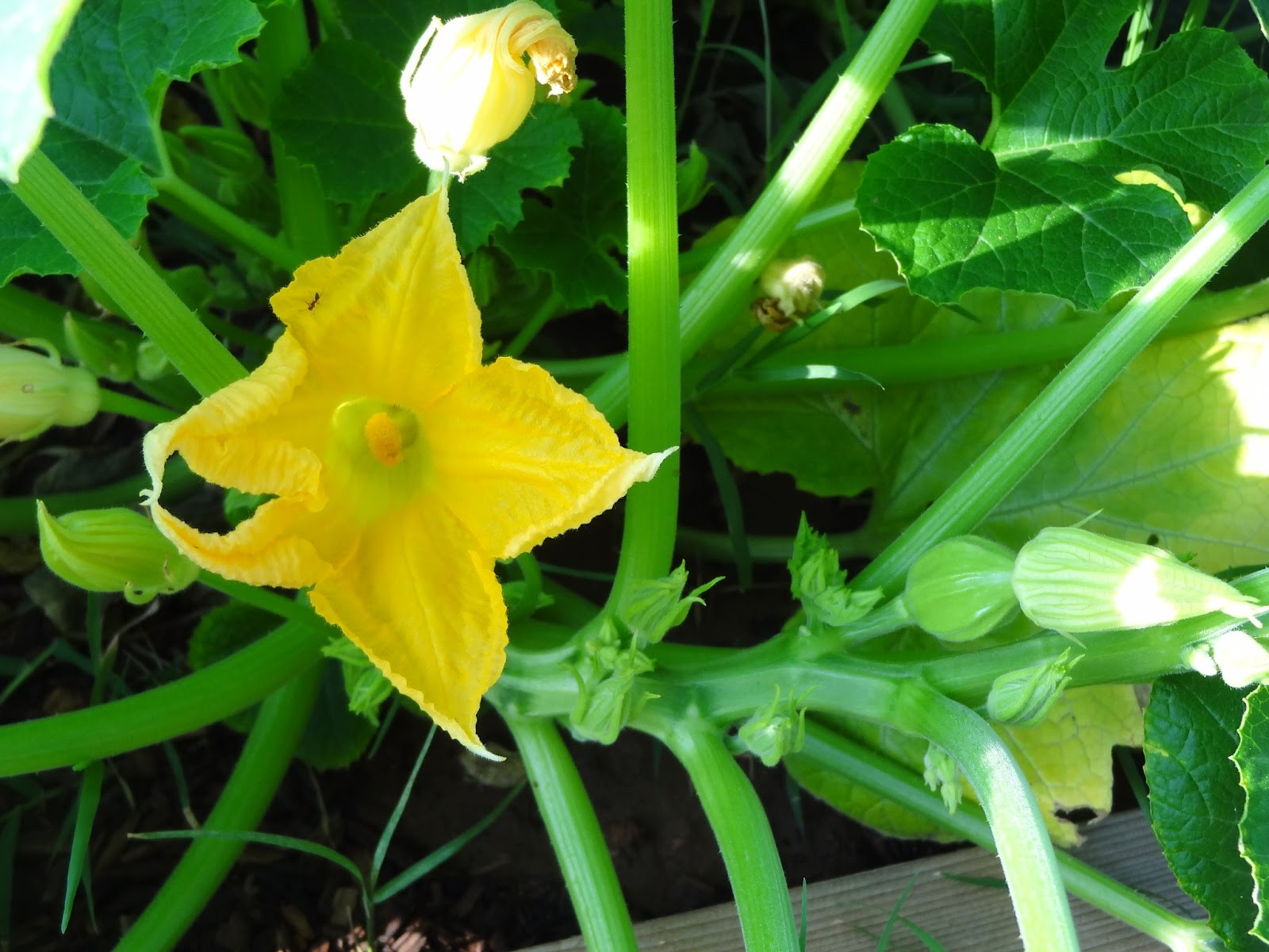 Rebecca's Texas Garden: Squash