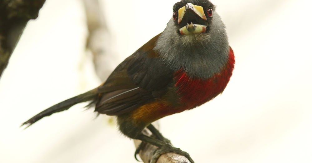 Birding Berrien and Beyond: a Vampire bird