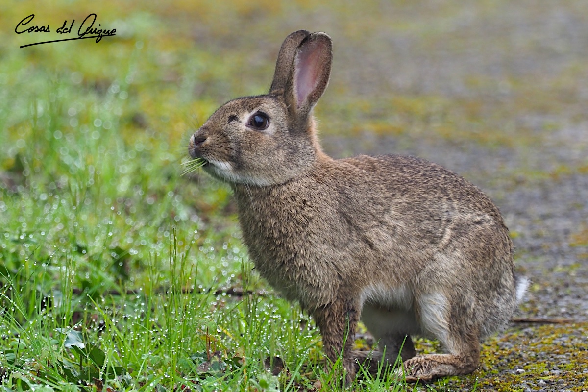 Cuaderno del Migue: El Conejo