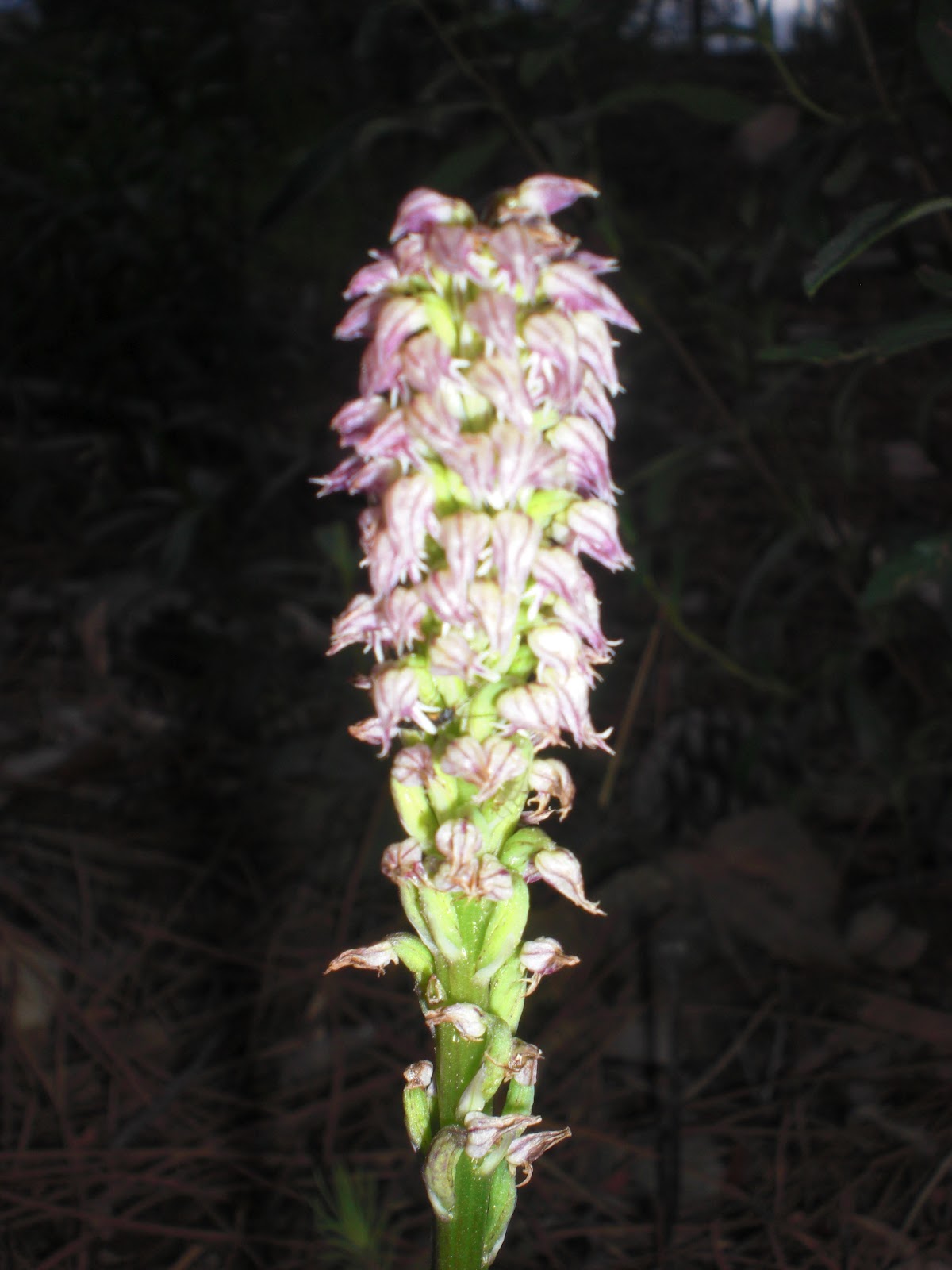 Perfumes y luces de Extremadura: Neotinea maculata.Familia: Orchidaceae.