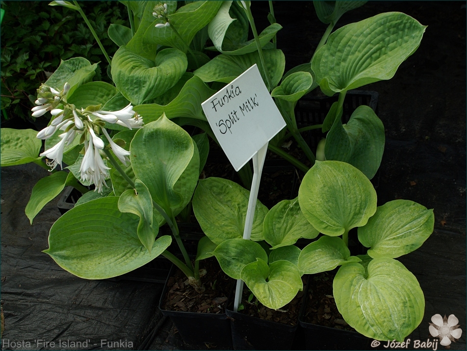 Plant Gallery - Encyklopedia Roślin: Hosta 'Spilt Milk' - Funkia 'Spilt ...