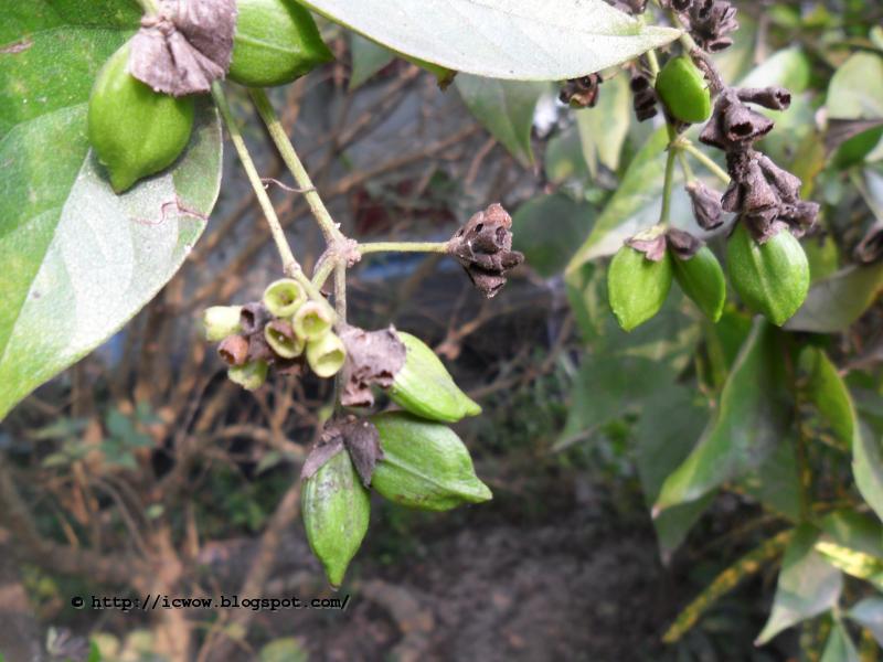 Sheuli / Shefali - Nyctanthes arbor-tristis