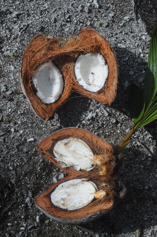 Sabay Dii: La récolte du coprah