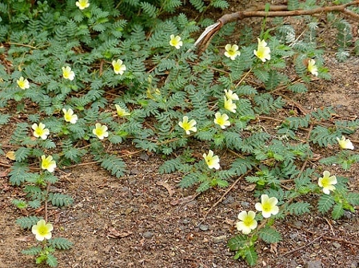 Abrojo (Tribulus terrestris) - Usos en Medicina Natural - Hierbas y Plantas