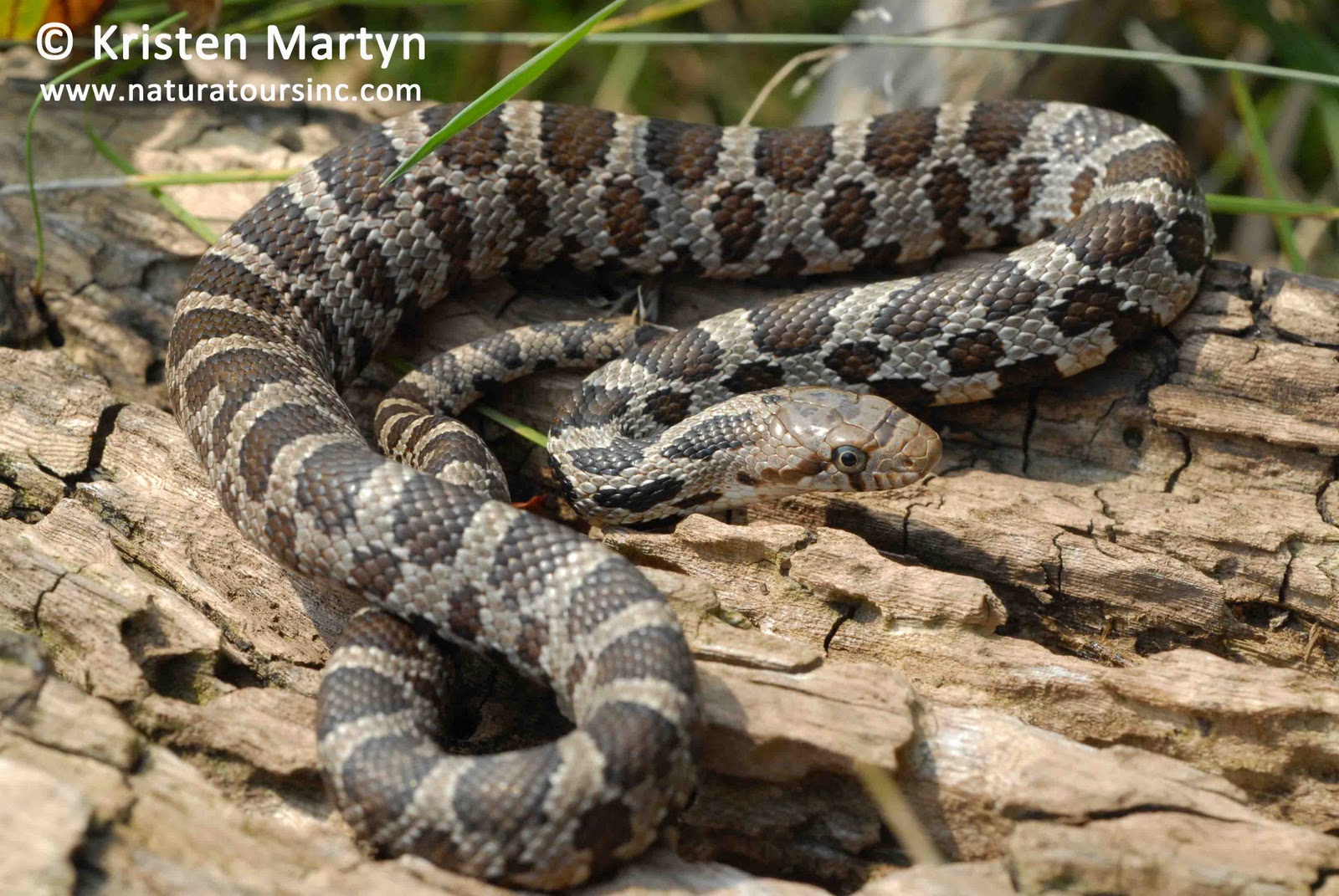 SAR Snakes | Nature Notes Blog