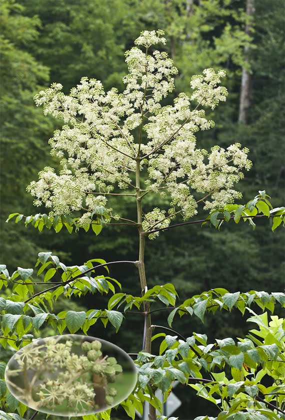 Aralia elata