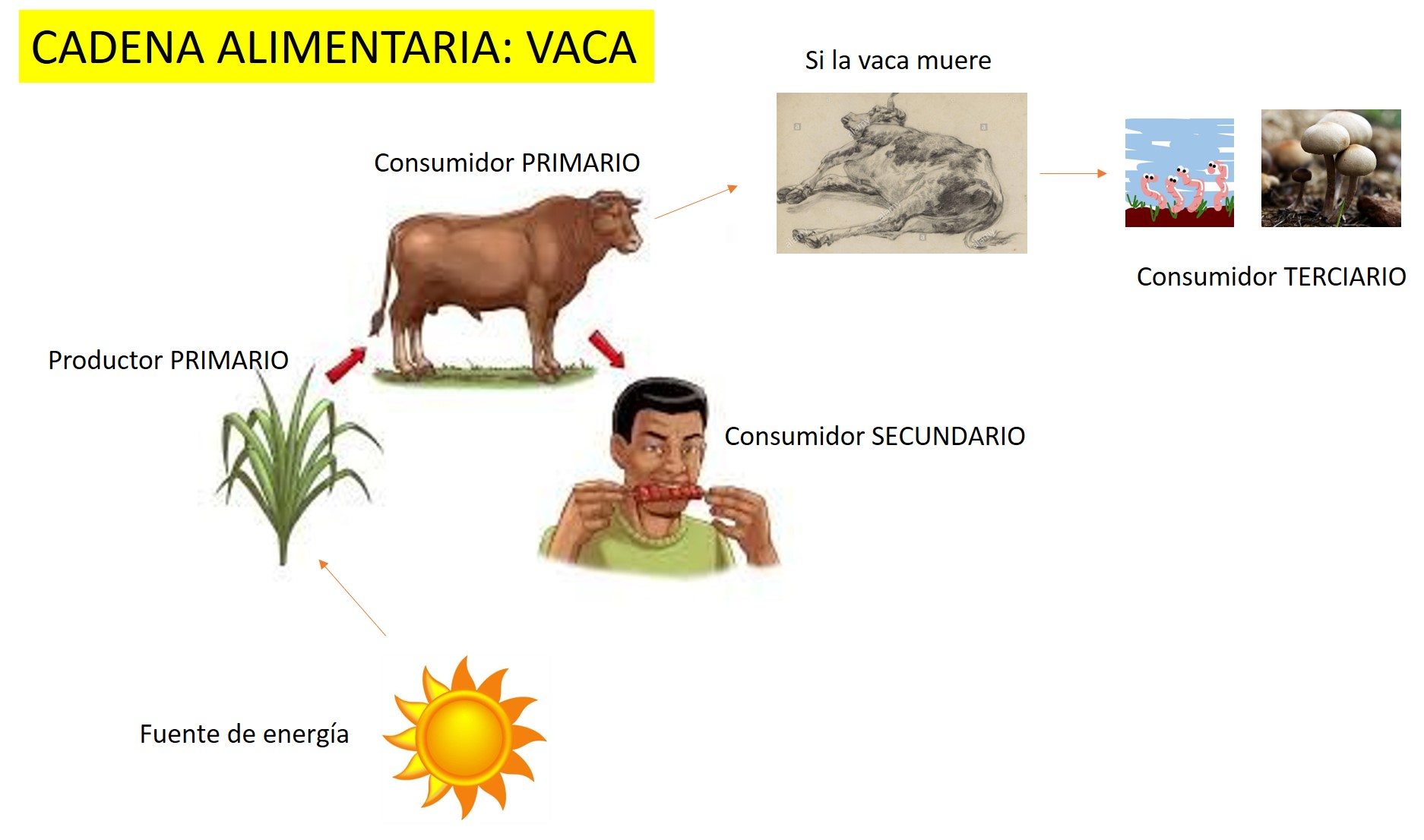 Blog de Tareas - APRENDE EN CASA: 1ro-BIOLOGIA-27nov