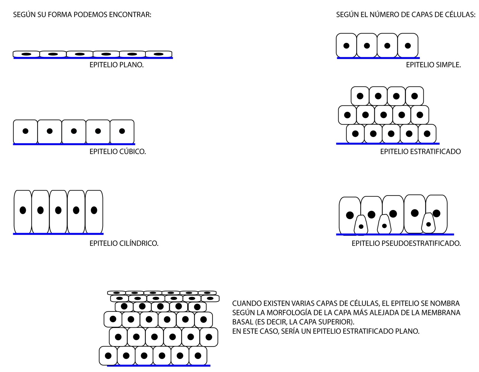 el moderno prometeo: Breve introducción al tejido epitelial.