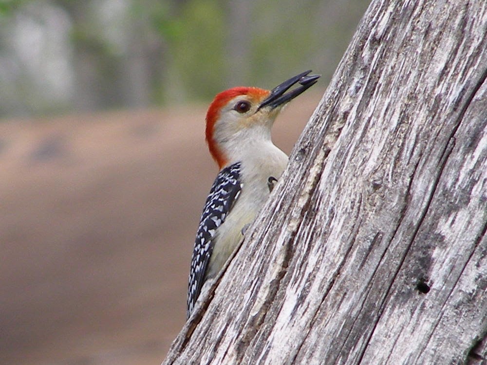 Blue Jay Barrens: Woodpecker Tree