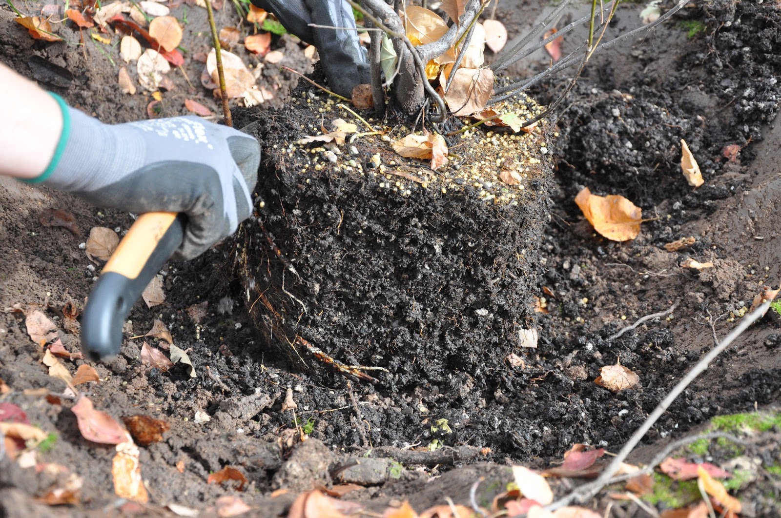 CO-Horts: Stem Girdling Roots