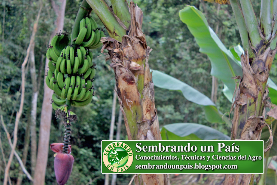 Contenido Nutricional: Banana o Cambur (Tabla Nutricional)