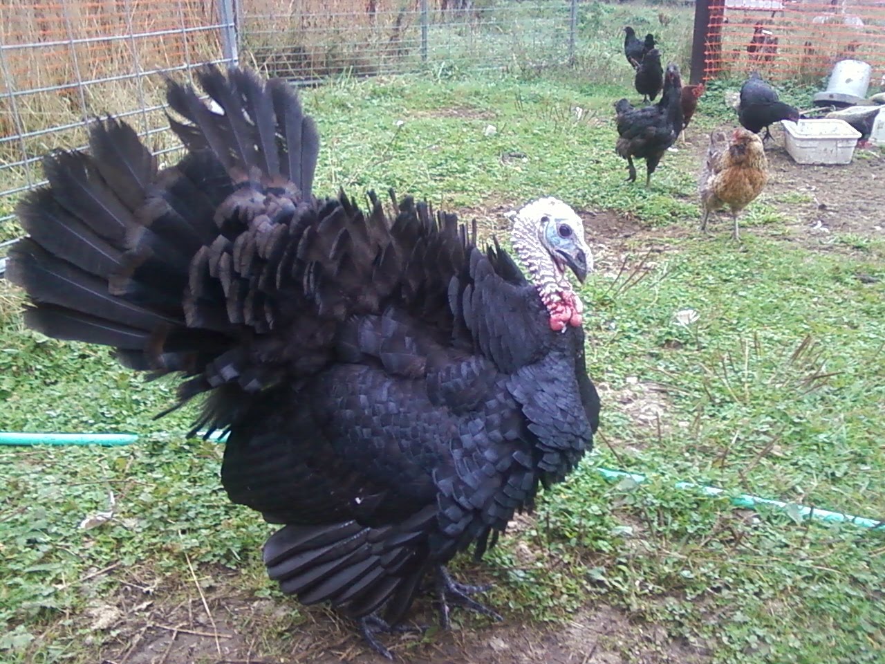 Three Lakes Farm: Black Spanish Turkey