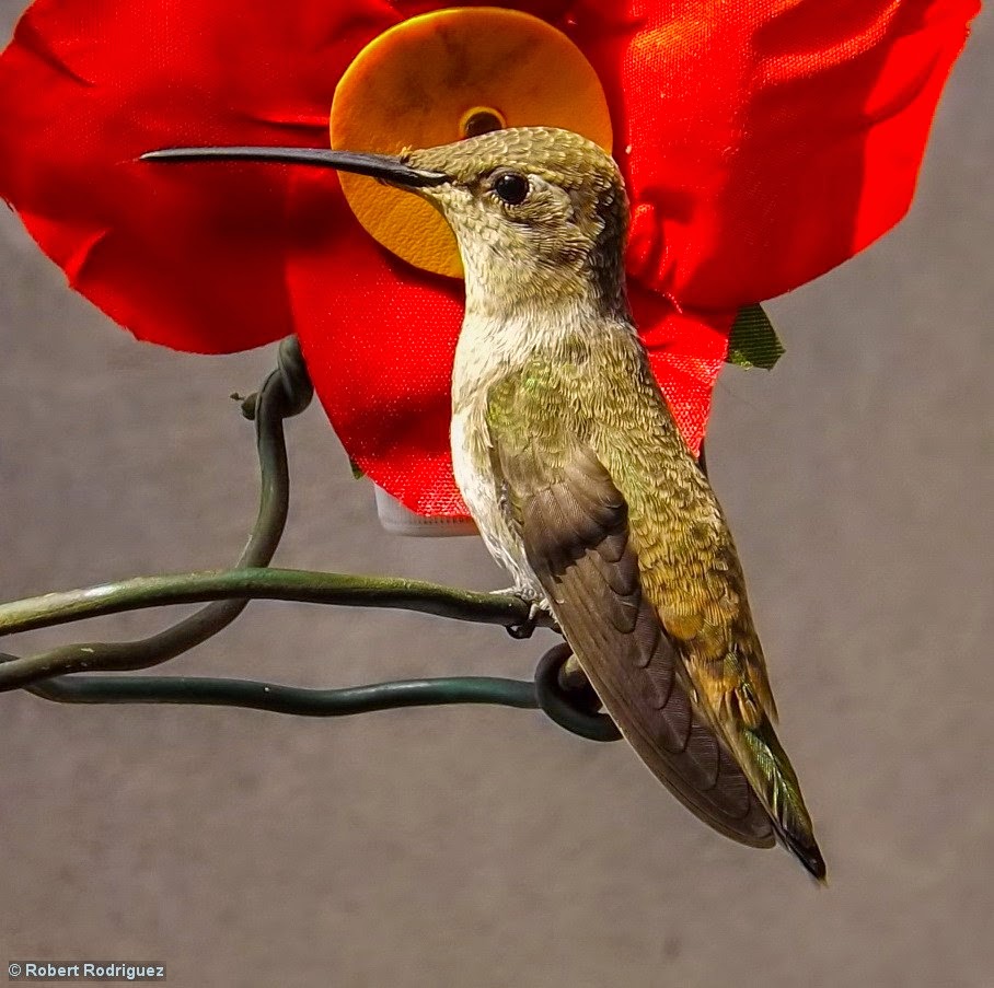 Aves de Arequipa y el Peru by Robert Rodriguez: Rhodopis vesper