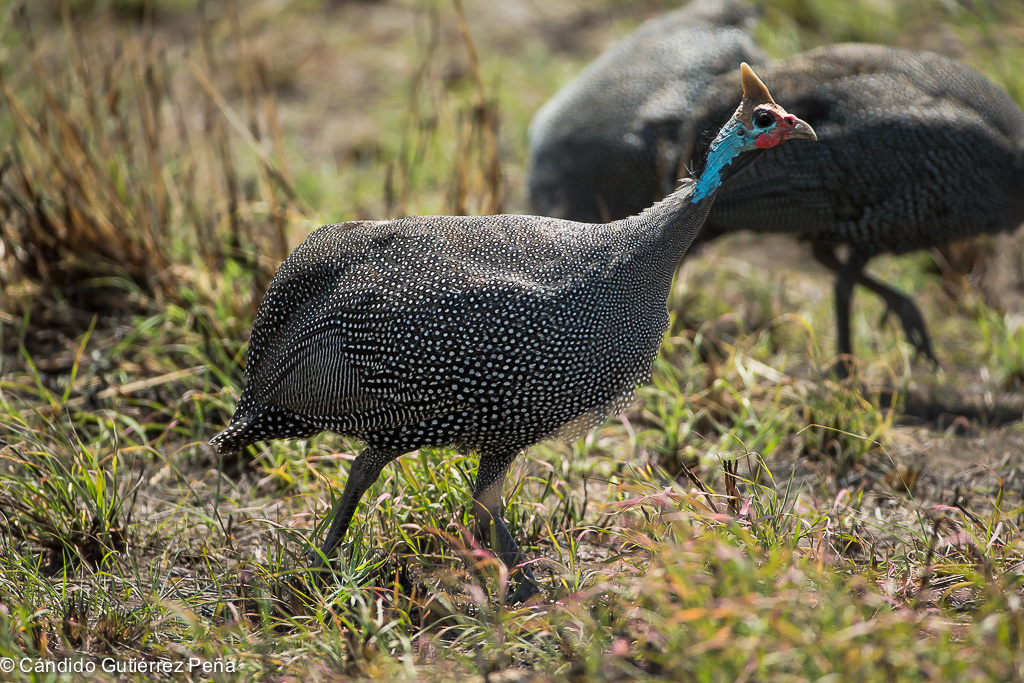 PINTADA COMUN - Numida Meleagris | Observatorio de la Naturaleza