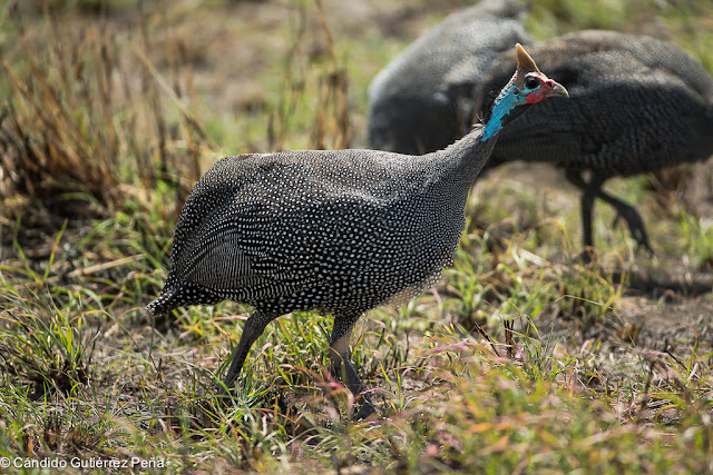 PINTADA COMUN - Numida Meleagris | Observatorio de la Naturaleza