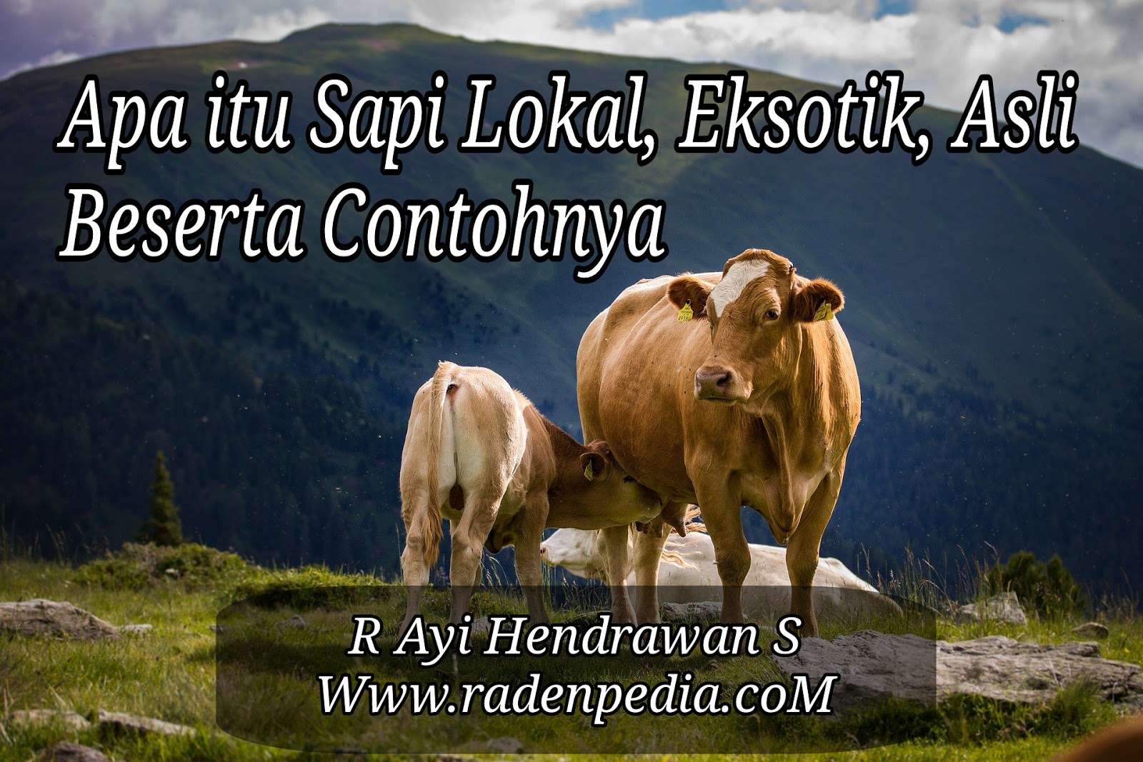Apa itu Sapi Lokal, Eksotik dan Asli Beserta Contohnya - Raden Pedia