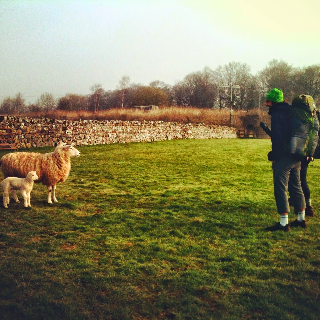 My Munchable Musings: Visions of Sheep