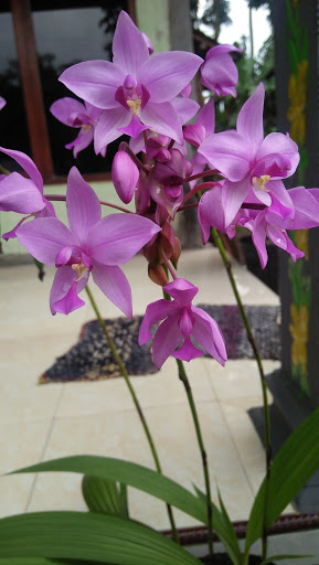 Anggrek Tanah Ungu