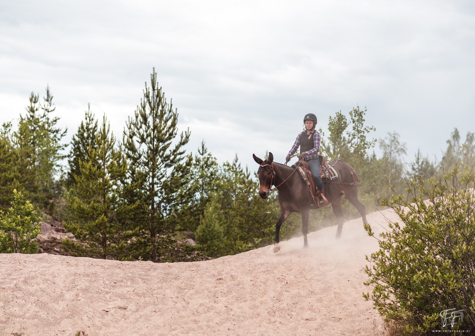 Mule Project: Galloping in the sandpit and great photos by FotoFuusio!