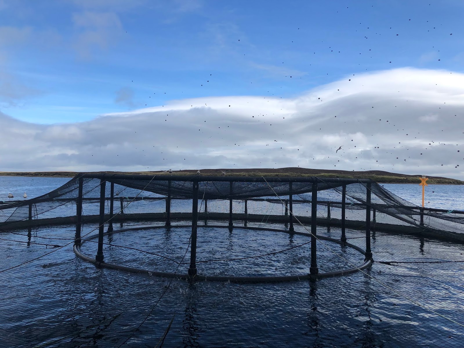 Scottish salmon from Orkney waters | Foodie Quine - Edible Scottish ...