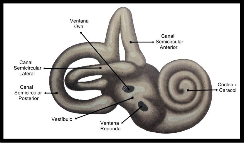 Laberinto Óseo ~ Biopsicosalud