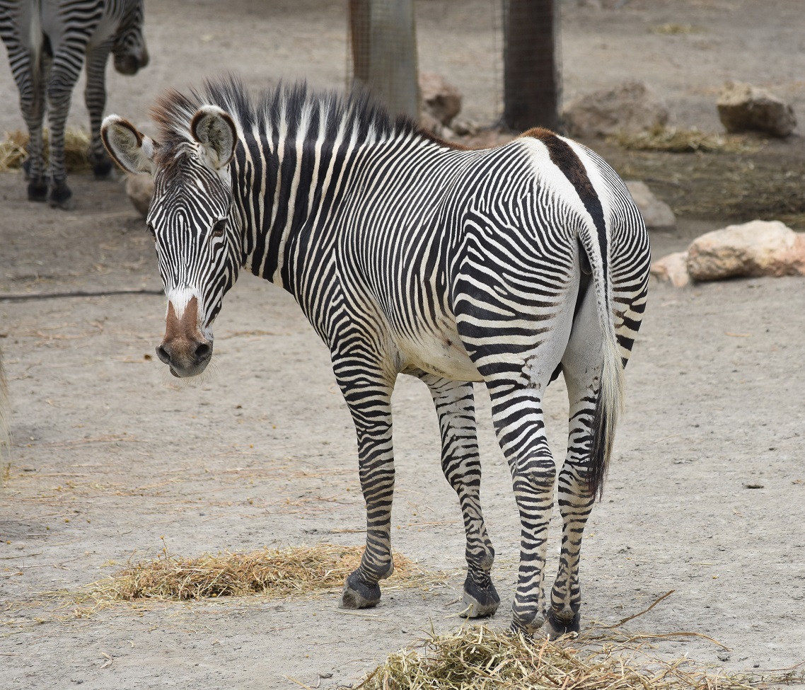 ZOOTOGRAFIANDO (6.100 ANIMALS): CEBRA DE GREVY / GREVY´S ZEBRA (Equus ...