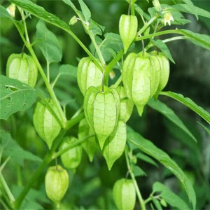 Manfaat Buah Ciplukan untuk Kesehatan | Tanaman Obat