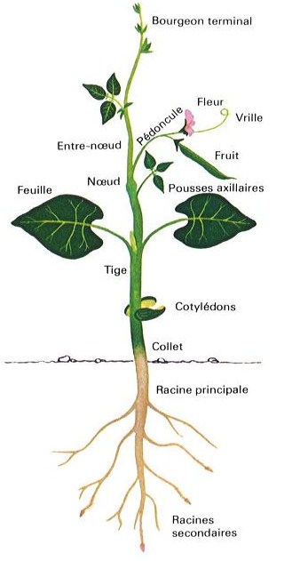 Les Petites Herbes: Éléments de botanique
