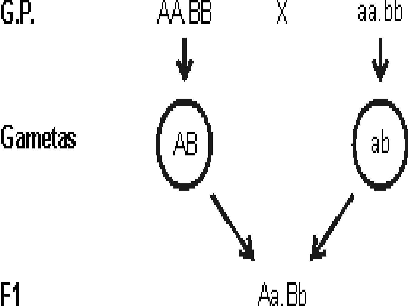 Significado De Gametos - nagimb
