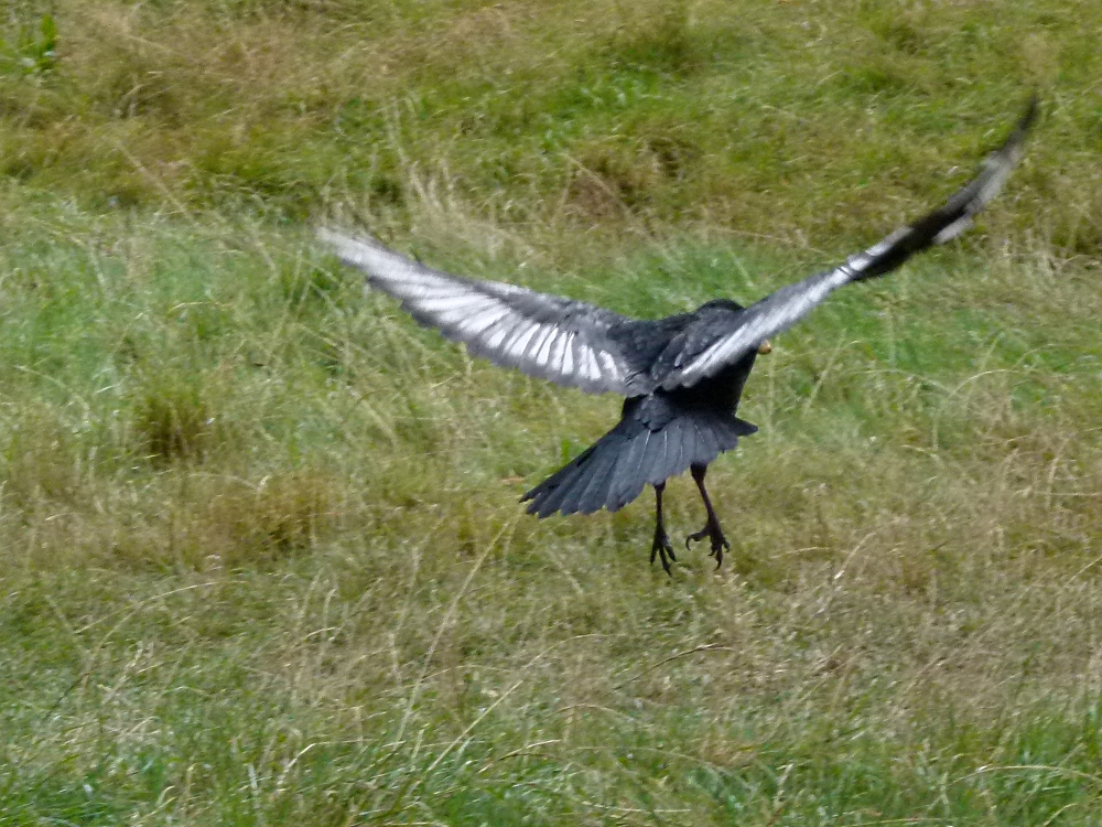 Kensington Gardens and Hyde Park birds