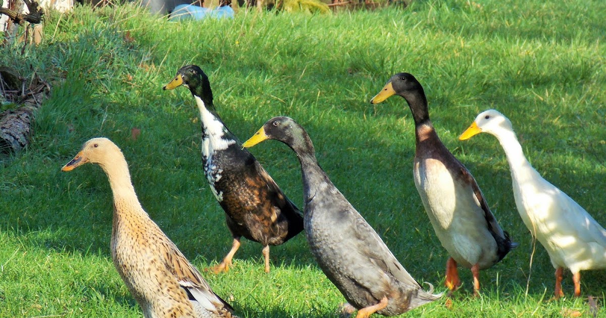 Adoptez des canards au jardin