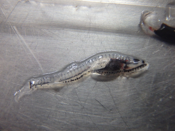 Artes de Pesca: ACTINOPTERYGII