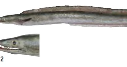 Ikan Pucuk Nipah Atau Daggertooth Pike Conger (Muraenesox cinereus ...