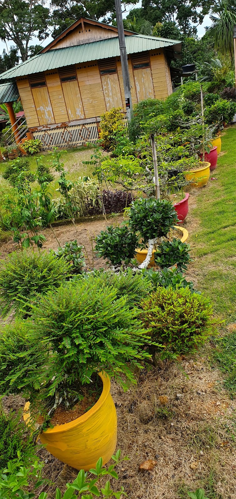 Warisan Petani: Tanaman Hiasan Keliling Rumah