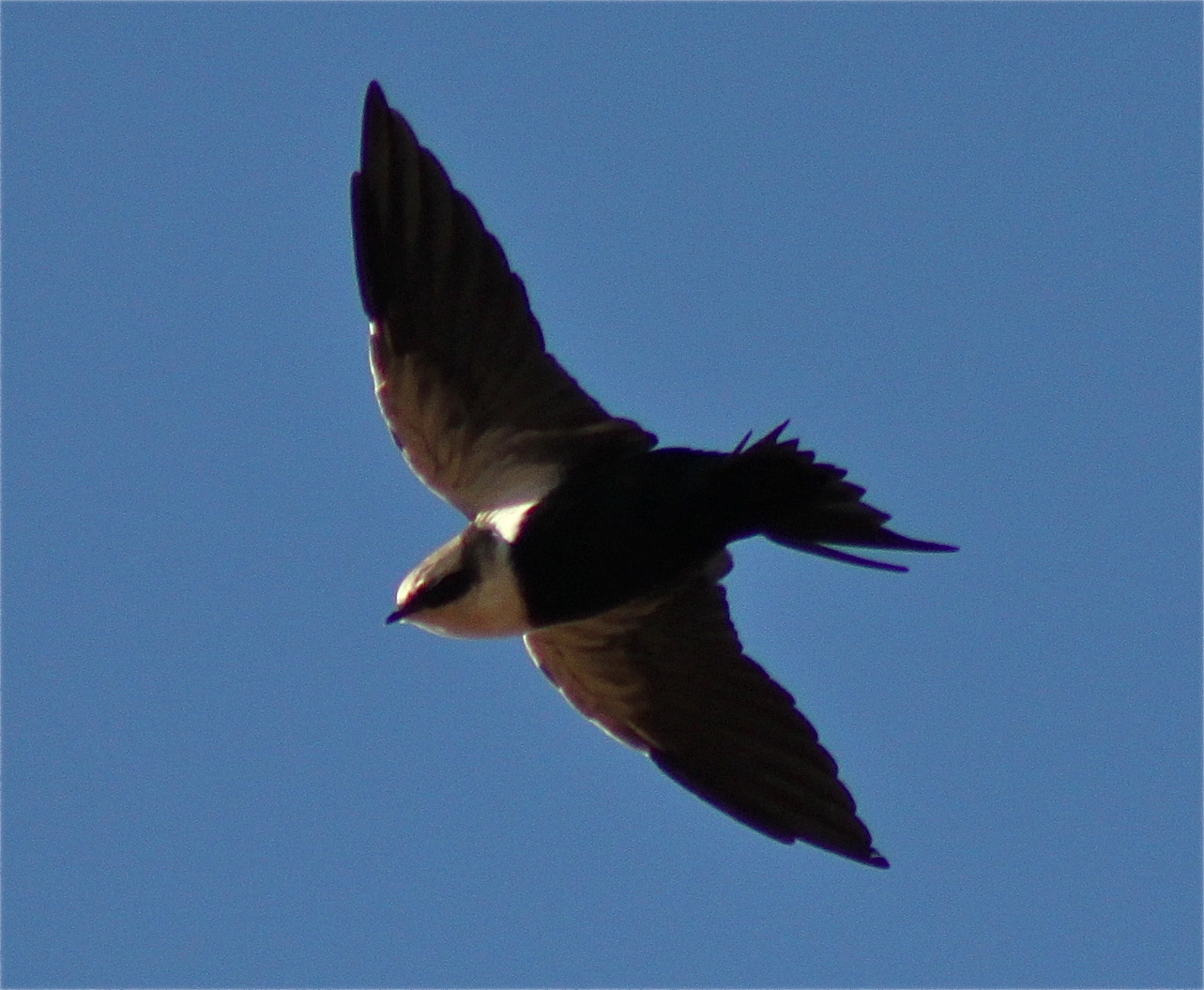 Richard Waring's Birds of Australia: Uluru/Kata Tjuta over Easter