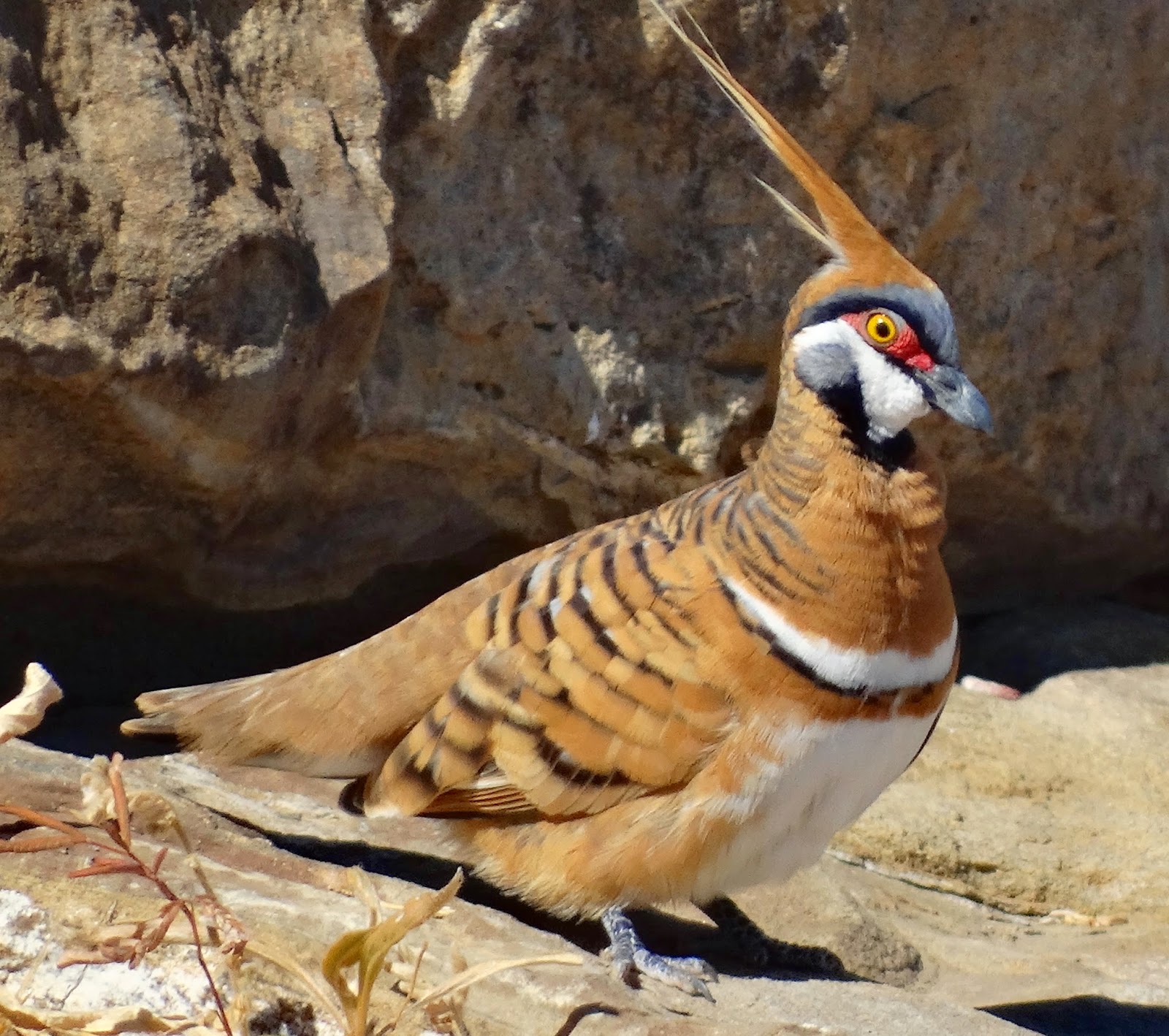 sunshinecoastbirds: Around Oz Part 2 - Winton to Mt Isa