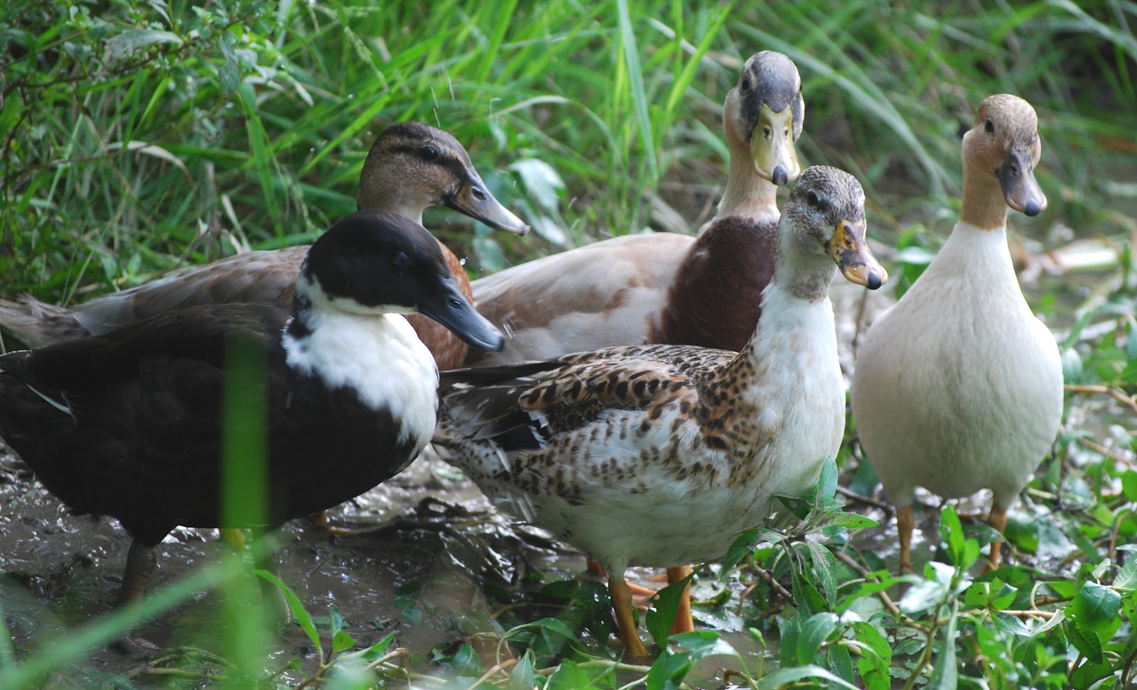 The Official PoultryBookstore.com Blog: Ducks paddling the water features