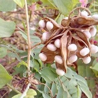 Rosary Pea Safed Gunja is Costliest Seed 7065940610