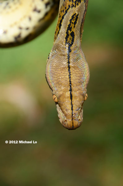 The rainforests of Borneo & Southeast Asia: Reticulated python (Python ...
