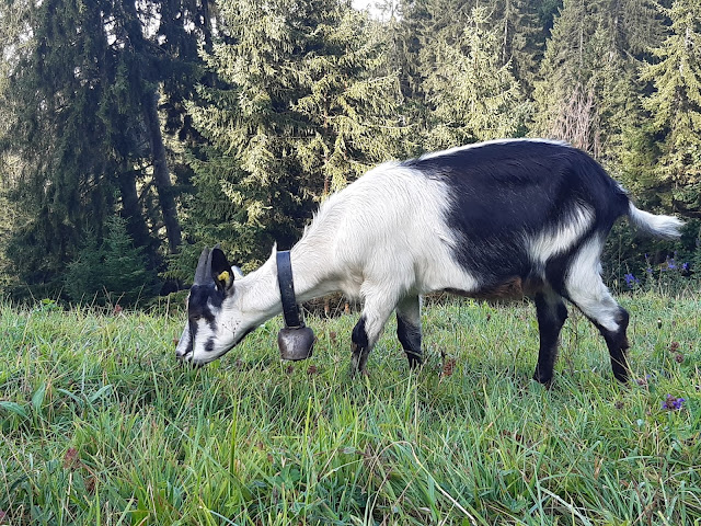 Pfauenziege GR: Kauf /Verkauf