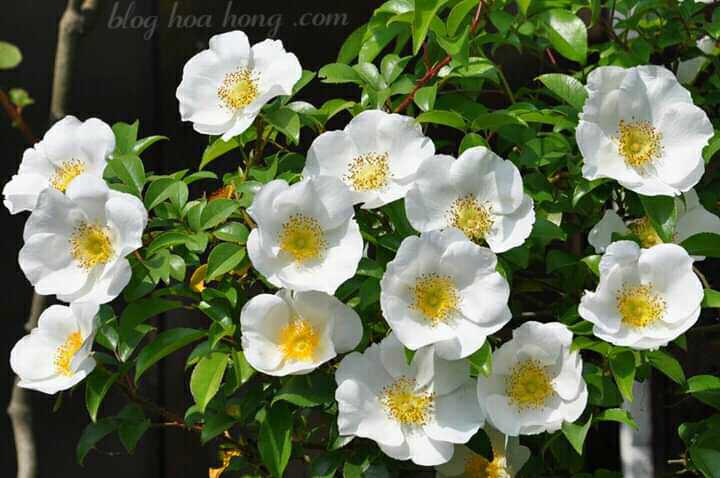 Hoa Hồng Kim Anh Xinh Long Lanh Sưu Tầm Nhanh