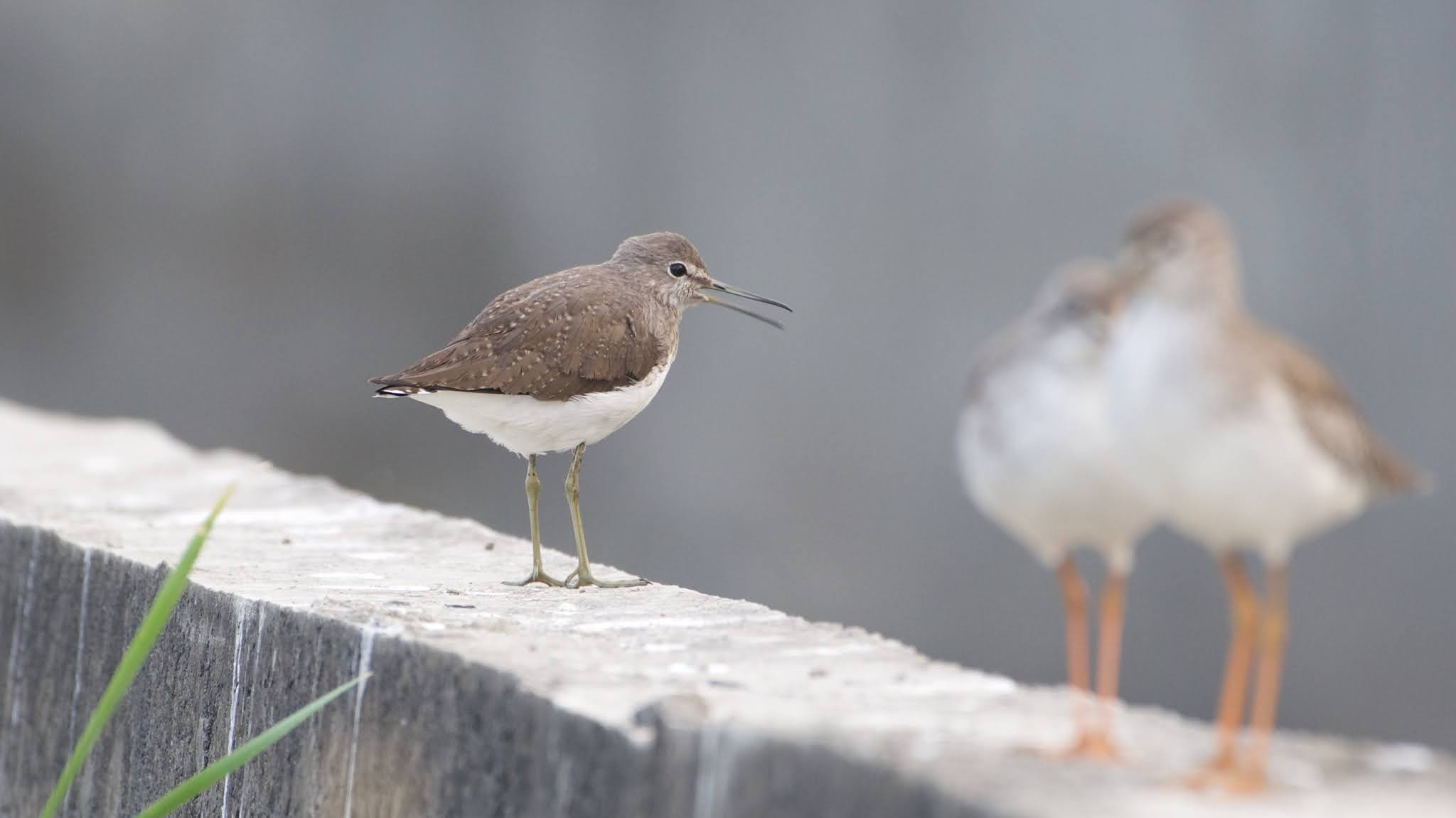 Shahi Talab, Sanjeevini Nagar, Jabalpur