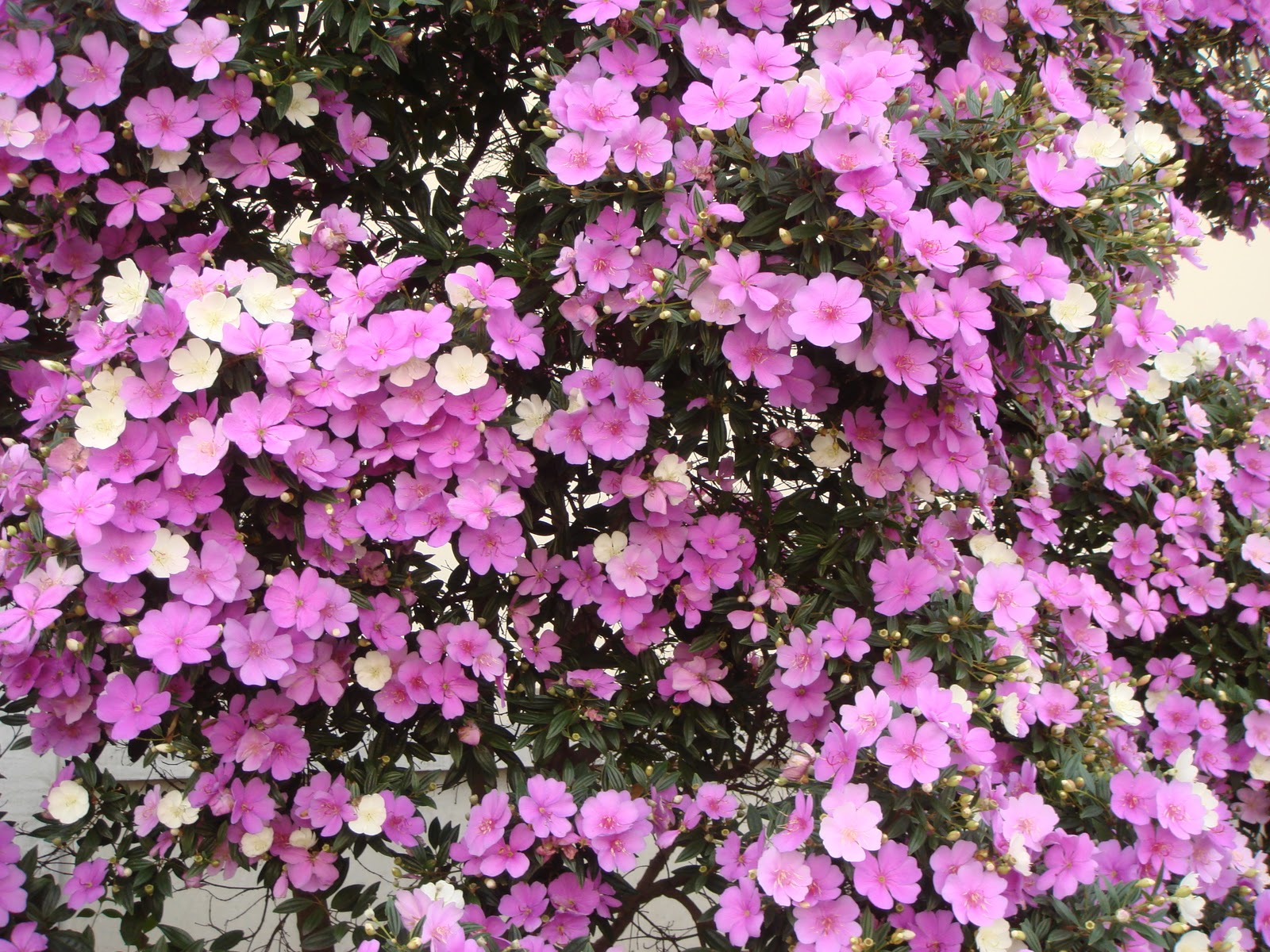 Crônica do Dia: O MILAGRE DO JACATIRÃO